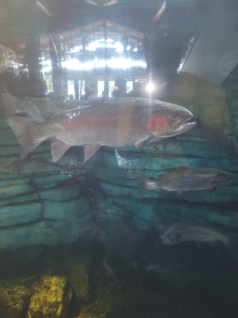 Rainbow Trout from Springfield, MO 65807, USA on July 17, 2023 at 09:53 ...