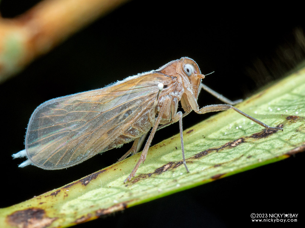 Bennini from Jln Mulu, Sarawak, Malaysia on July 7, 2023 at 10:29 AM by ...