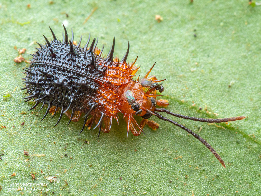 Dactylispa bipartita from Jln Mulu, Sarawak, Malaysia on July 7, 2023 ...