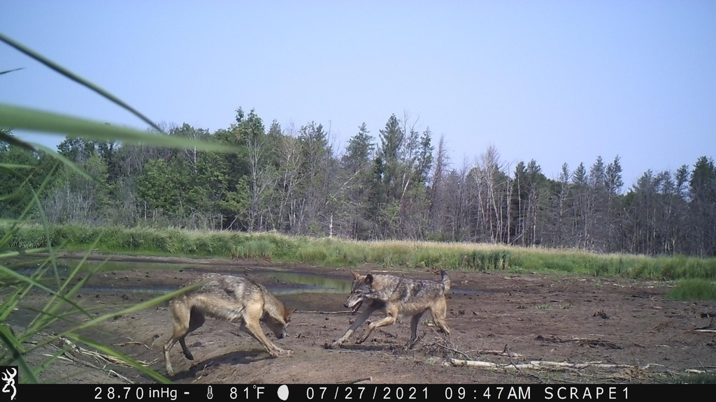Gray Wolf from Grantsburg, WI, US on July 27, 2021 at 10:30 AM by ...