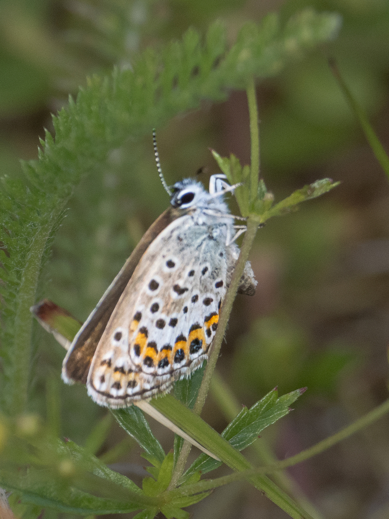 Silver-studded Blue from Jyväskylä, Suomi on July 17, 2023 at 11:19 AM ...