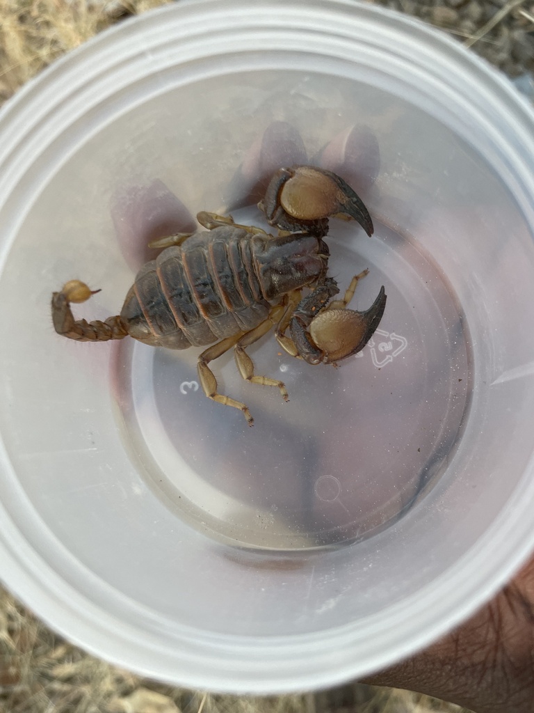 Robust Burrowing Scorpion from 2, Matabeleland North, ZW on July 17 ...