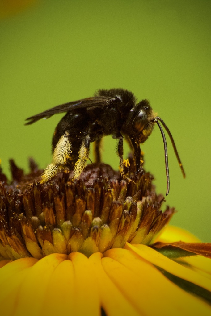 Two-spotted Longhorn Bee from CR-151, Oxford, MS, US on July 16, 2023 ...