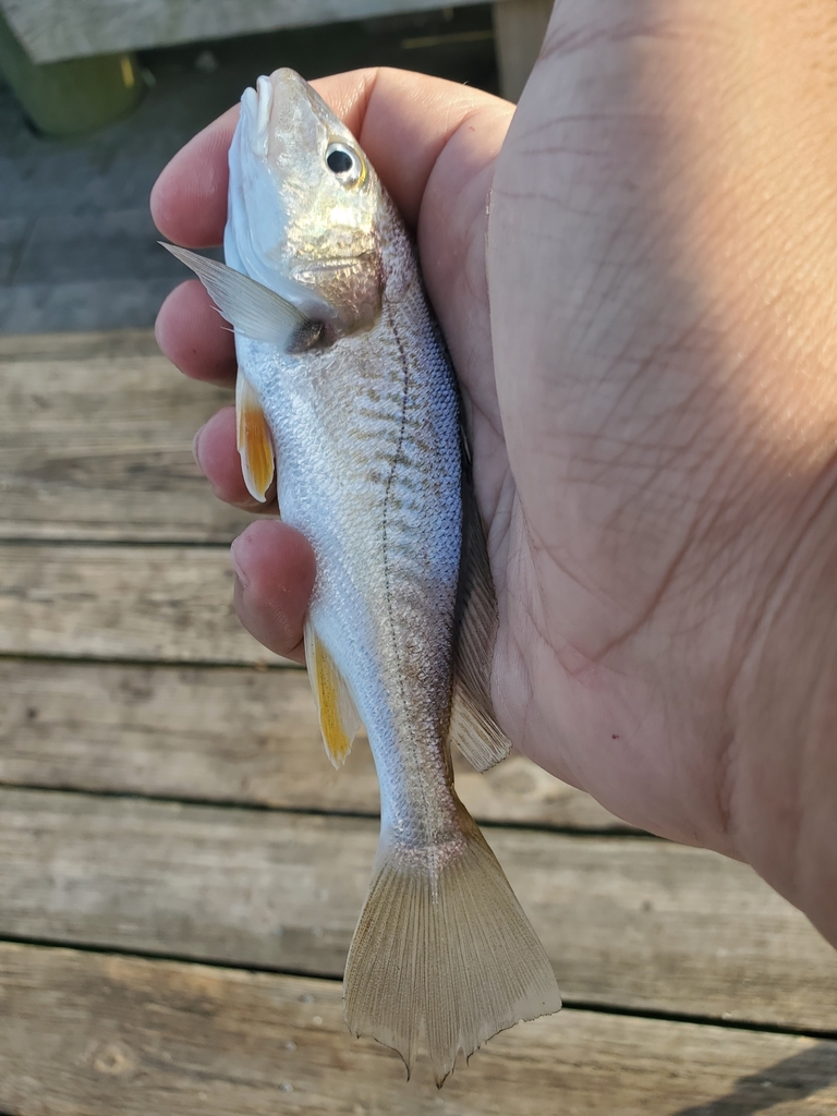 Atlantic Croaker from 0402770000031, La Porte, TX 77571, USA on July 9 ...