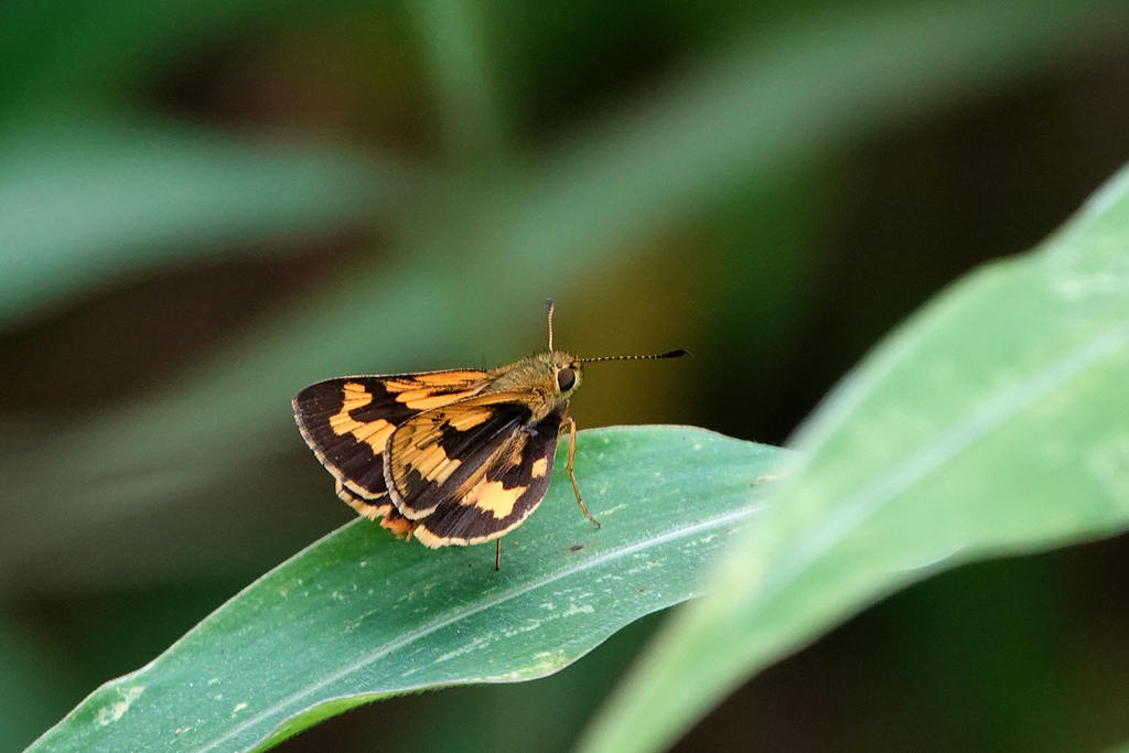 Chinese Dart in April 2023 by Carol Kwok · iNaturalist