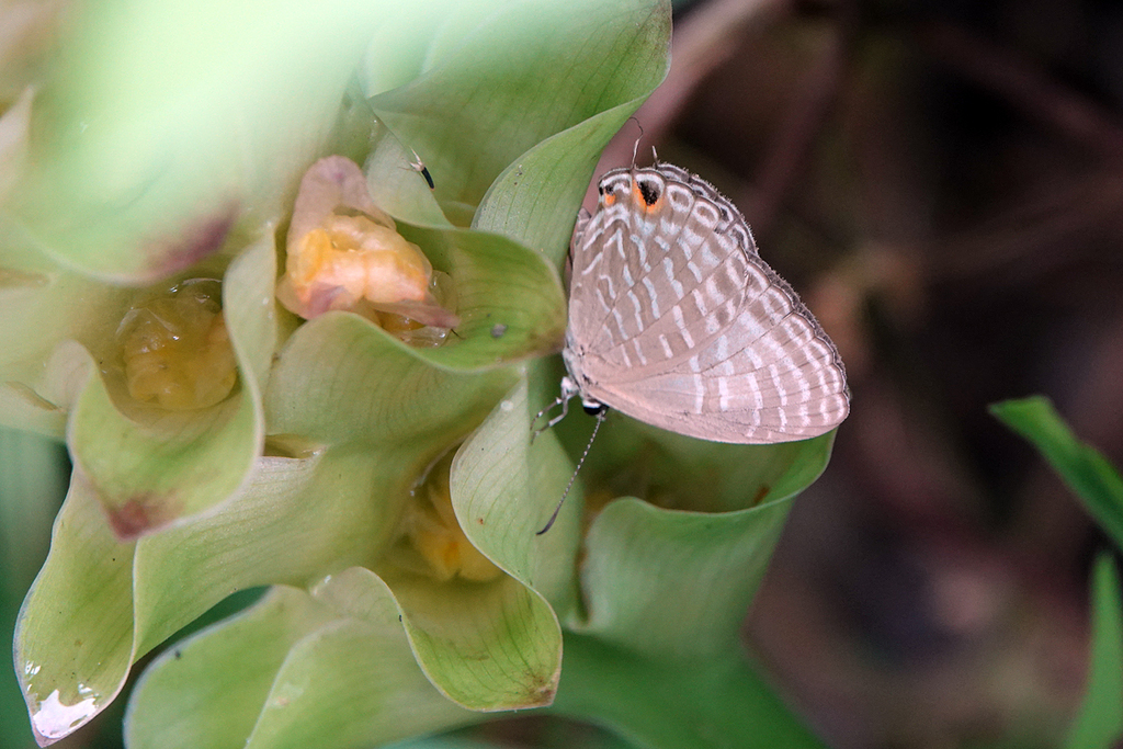 Metallic Cerulean in April 2023 by Carol Kwok · iNaturalist
