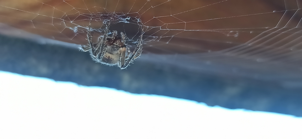 Common Hairy Field Spider from Kalamaki 370 12, Grecia on July 17, 2023 ...