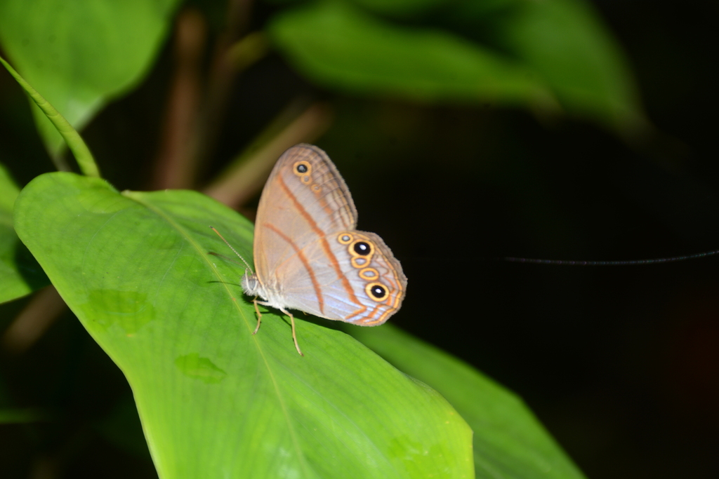 Blue-topped Satyr from Banco da Vitória, Ilhéus - BA, Brasil on July 17 ...
