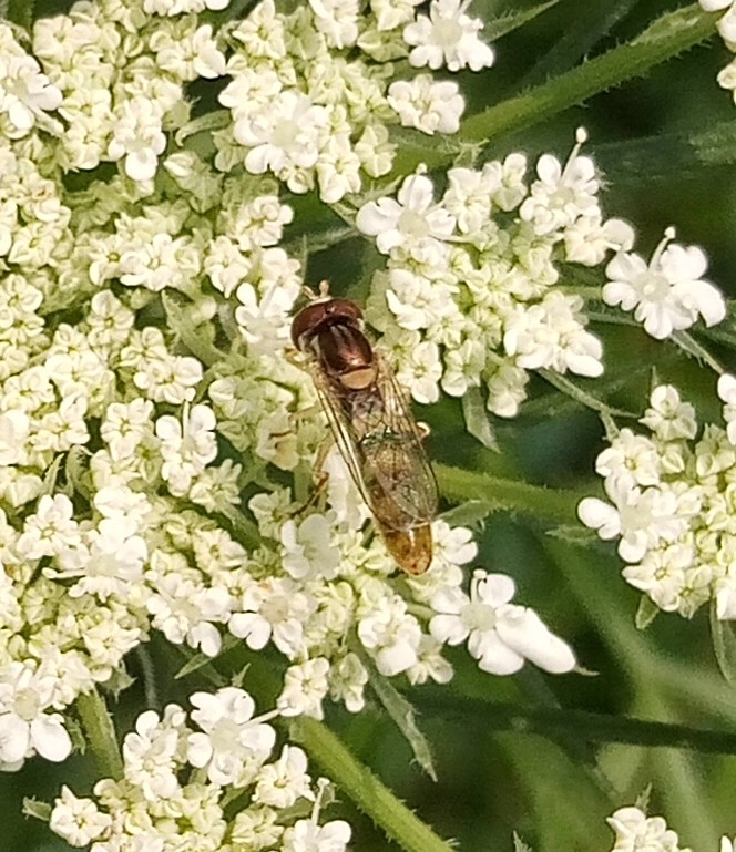 Typical Hover Flies from Portland on July 17, 2023 at 12:13 PM by Sally ...