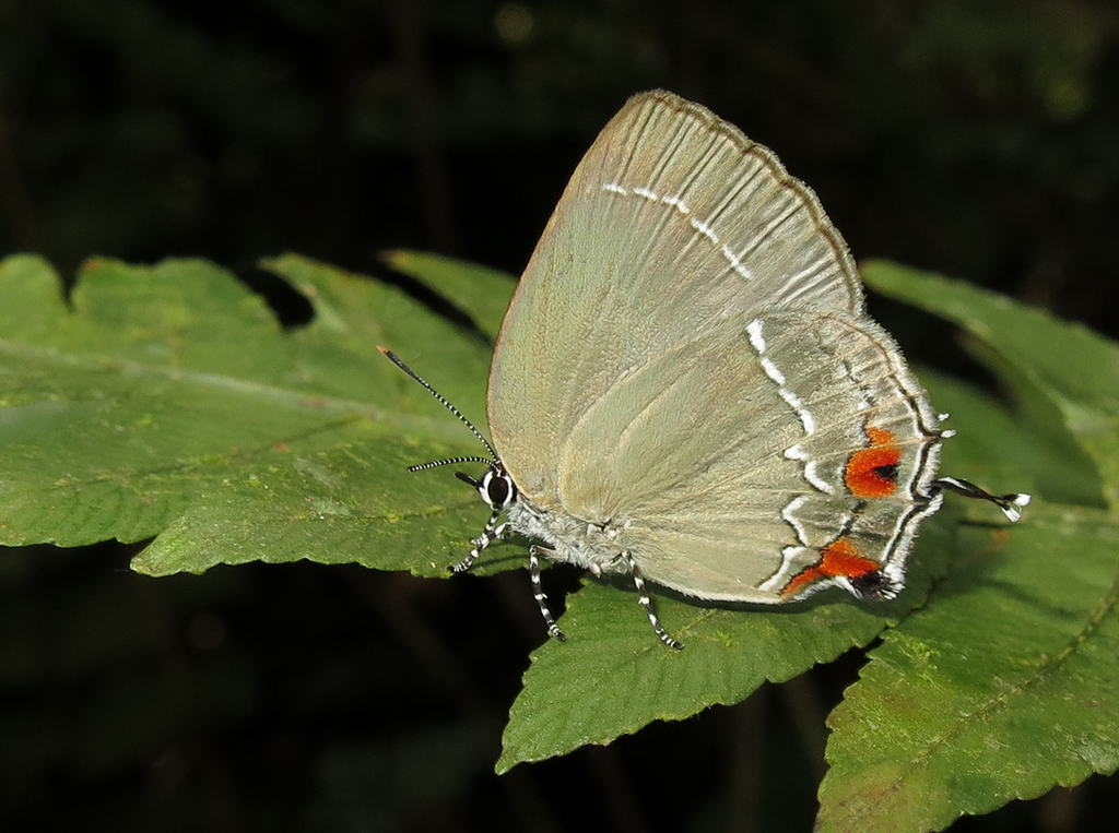 Strephonota foyi from Moyobamba Province, Peru on September 26, 2018 at ...
