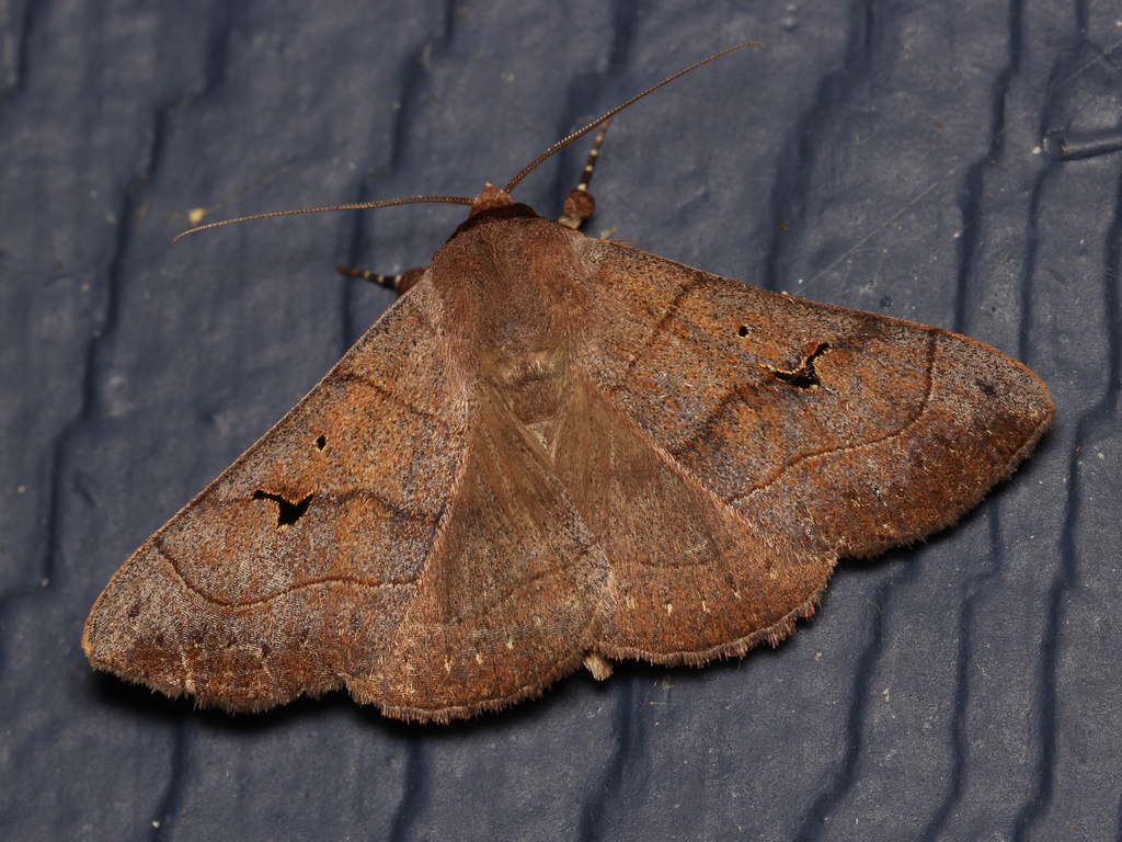 Brown Panopoda Moth from 160 Jackson Mill Rd, Weston, WV 26452, USA on ...