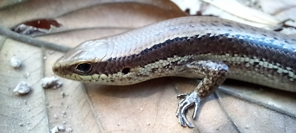 South American Spotted Skink from Canaã dos Carajás - PA, 68537-000 ...