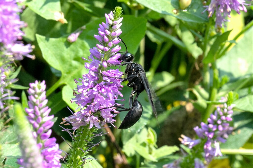 Great Black Digger Wasp from Antelope Park, Lincoln, NE 68502, USA on ...