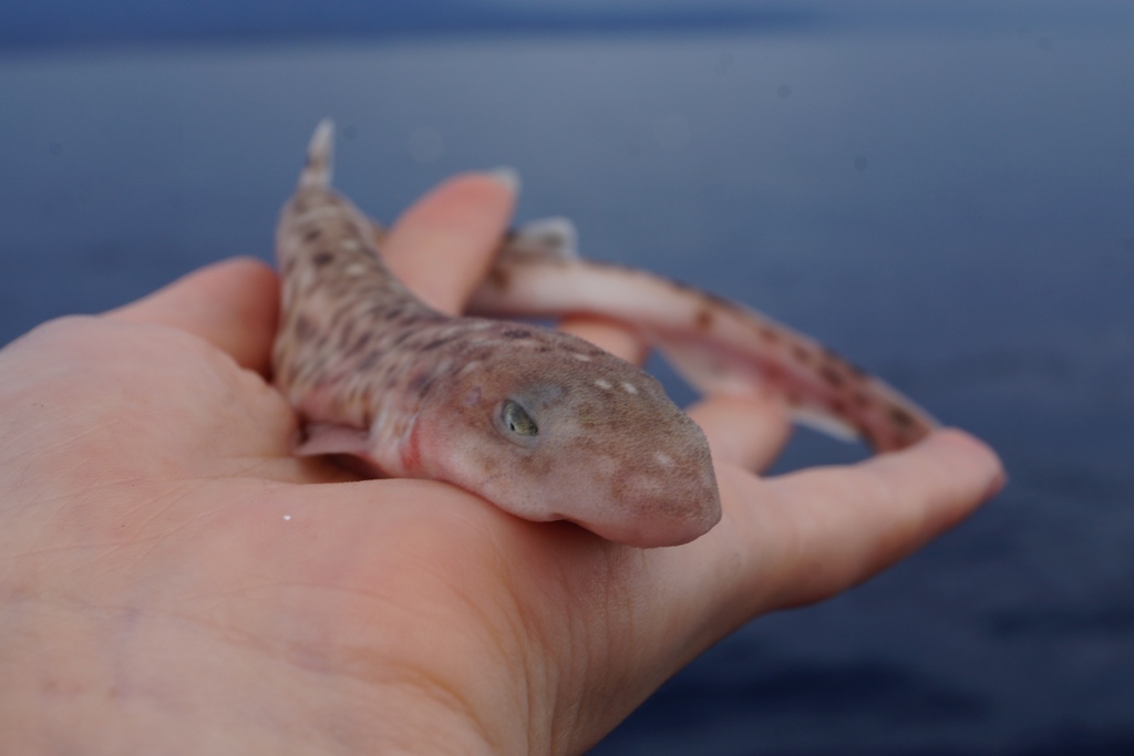 Small-spotted Catshark in August 2018 by Erand Llanaj · iNaturalist