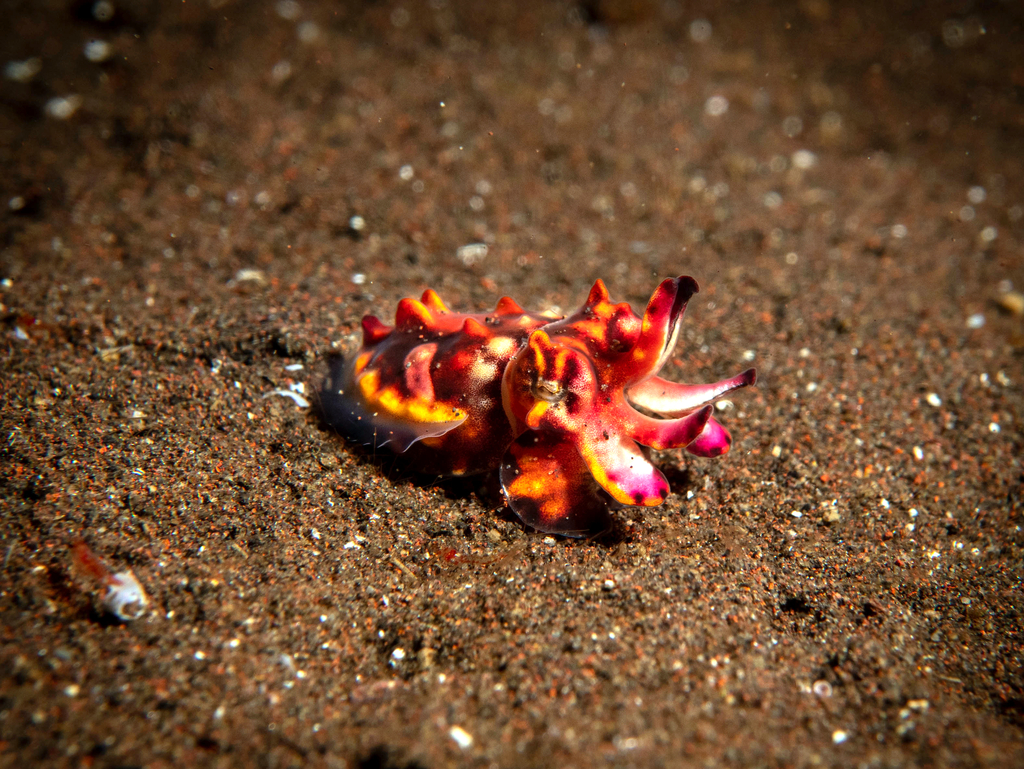 Flamboyant Cuttlefish from scuba seraya secrets on March 27, 2023 at 07 ...