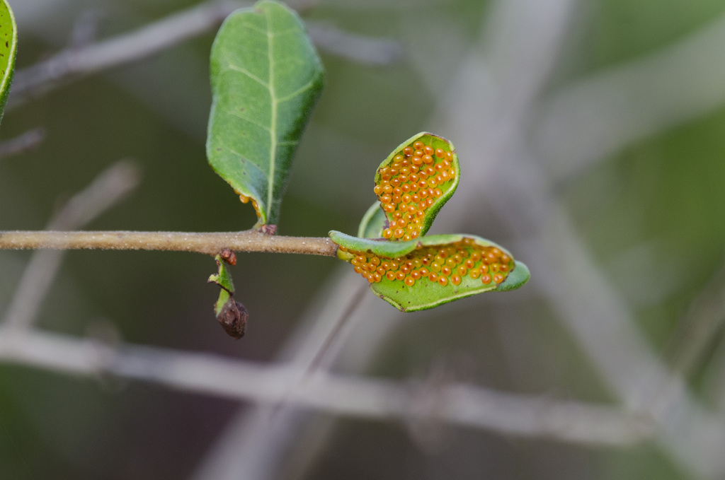 Insects from Northside, Jacksonville, FL, USA on July 15, 2023 at 11:24 ...