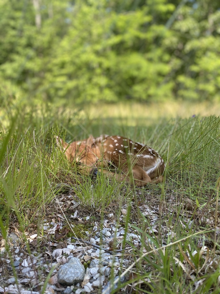 White-tailed Deer from Poor House Farm Rd, Amherst, VA, US on May 31 ...