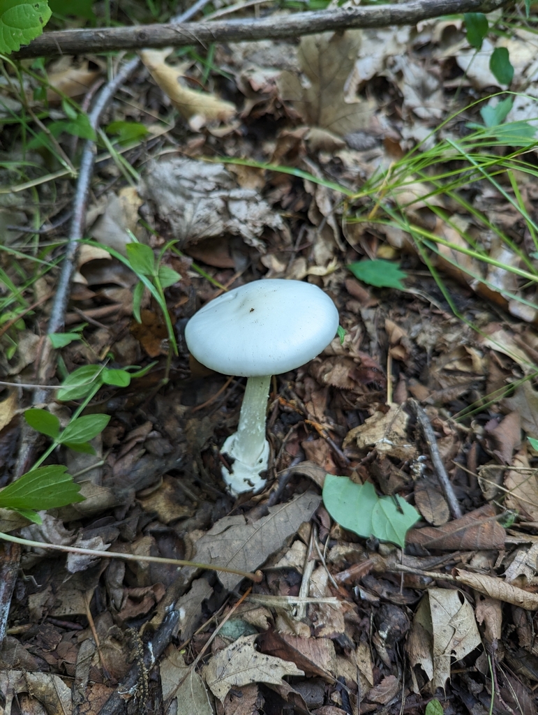 Amanita Sect. Phalloideae from Barada, NE, USA on July 17, 2023 at 02: ...