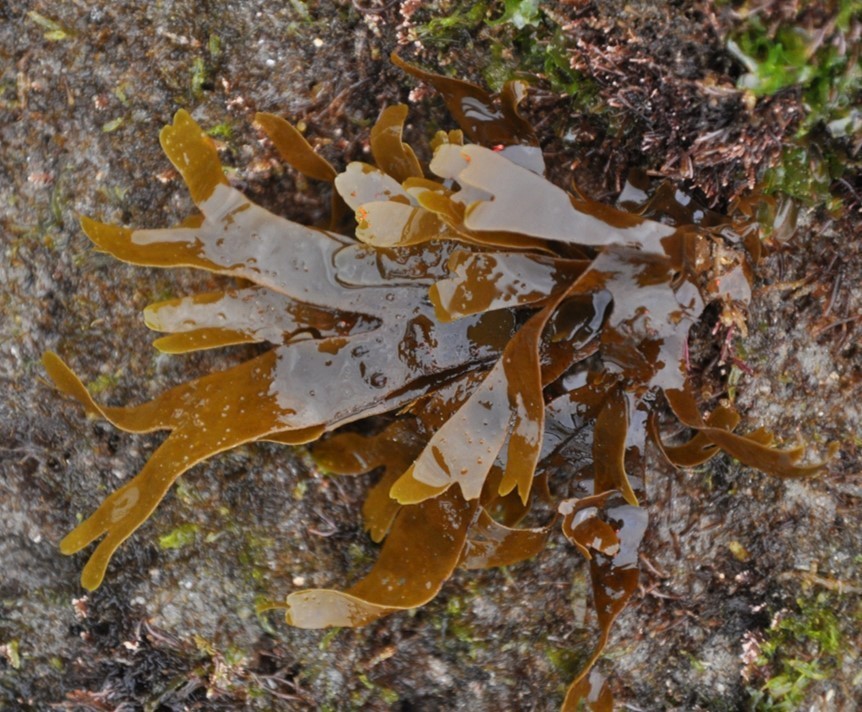 Dictyota coriacea (Multi-Agency Rocky Intertidal Network ) · iNaturalist