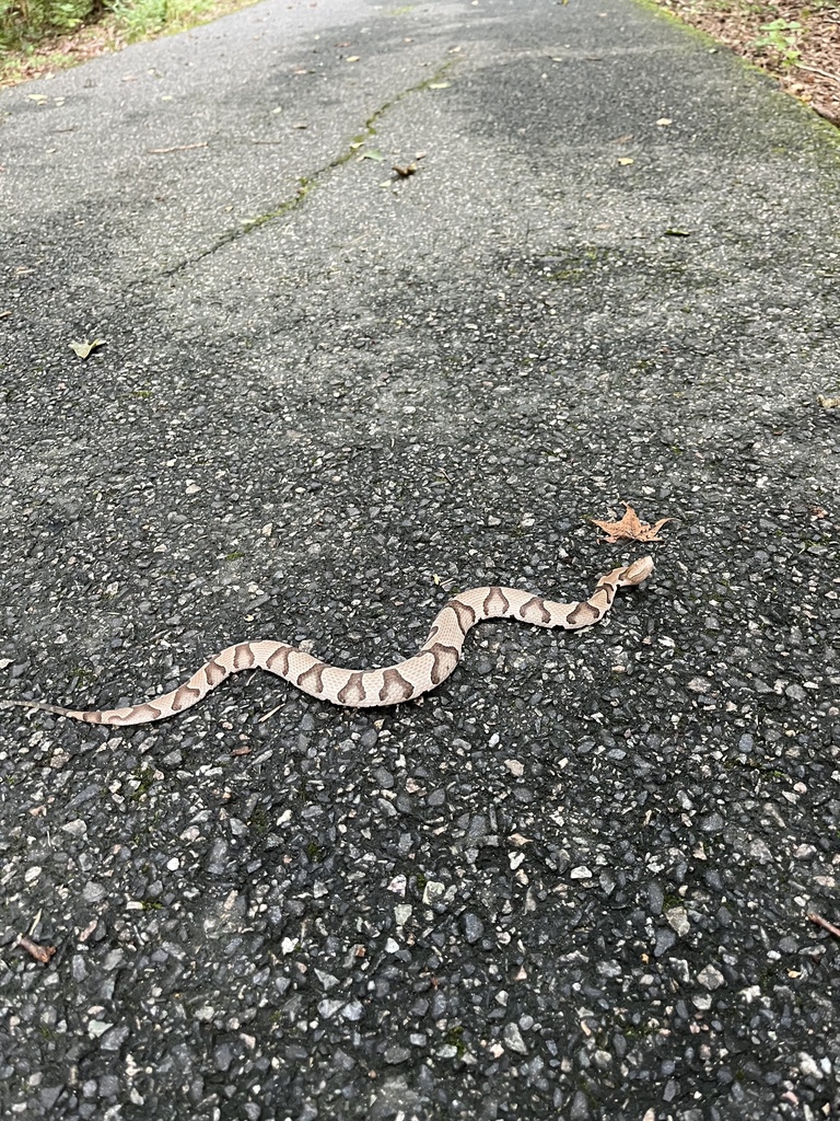 Eastern Copperhead from Rockwood Park, North Chesterfield, VA, US on ...