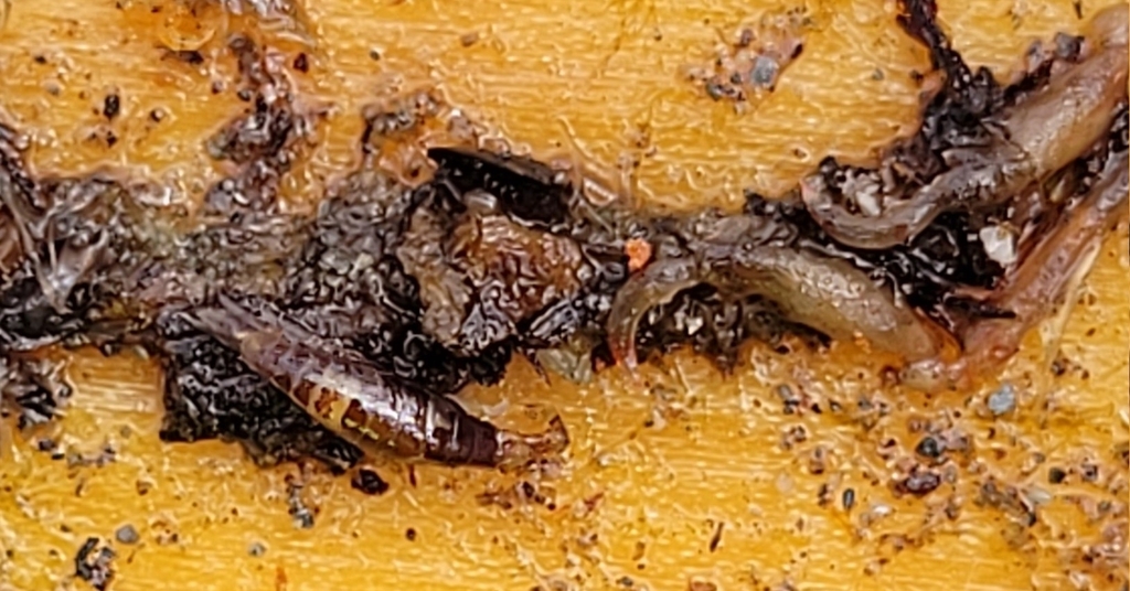 Ischyroceridae from Nanaimo, BC V9X 1J2, Canada on July 17, 2023 at 11: ...