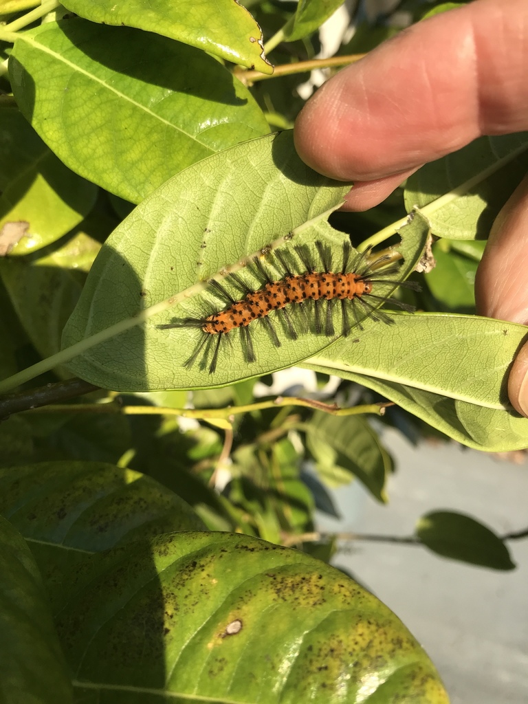 Polka-Dot Wasp Moth from 6301 Evergreen Ave, Seminole, FL, US on ...