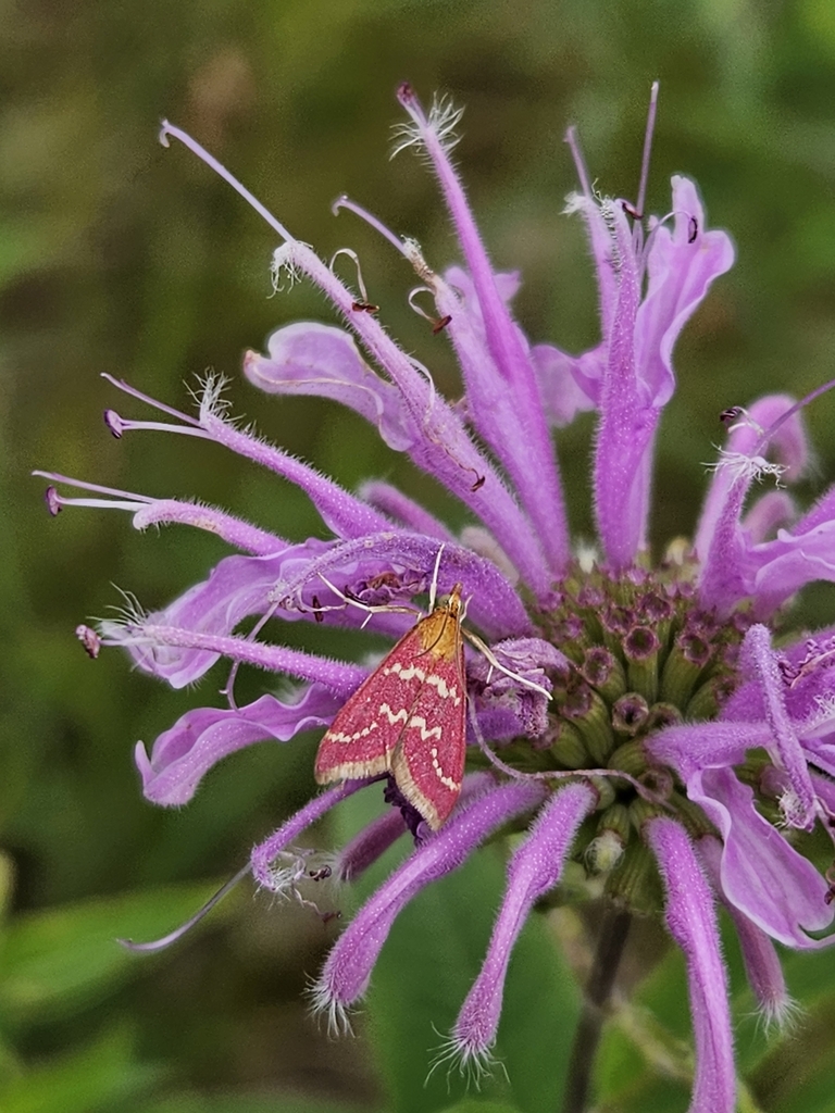 Raspberry Pyrausta Moth from Lafayette, WI 54656, USA on July 17, 2023 ...