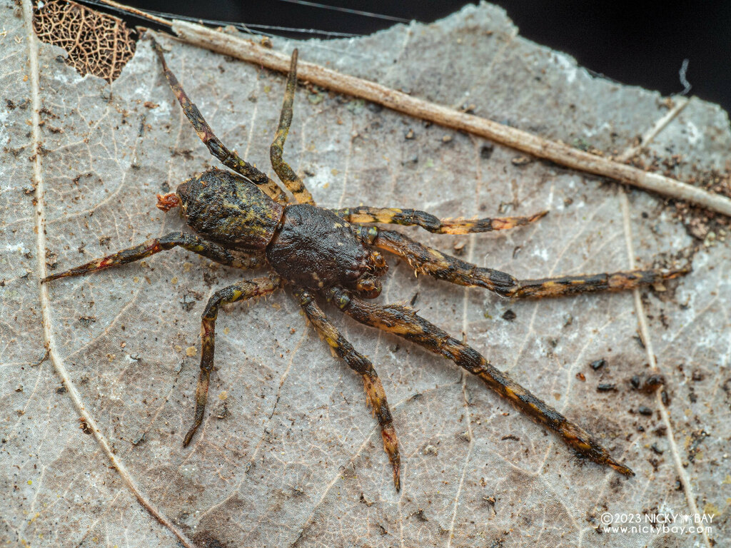 Litter Crab Spider from Gunung Mulu National Park, Taman Negara, Miri ...