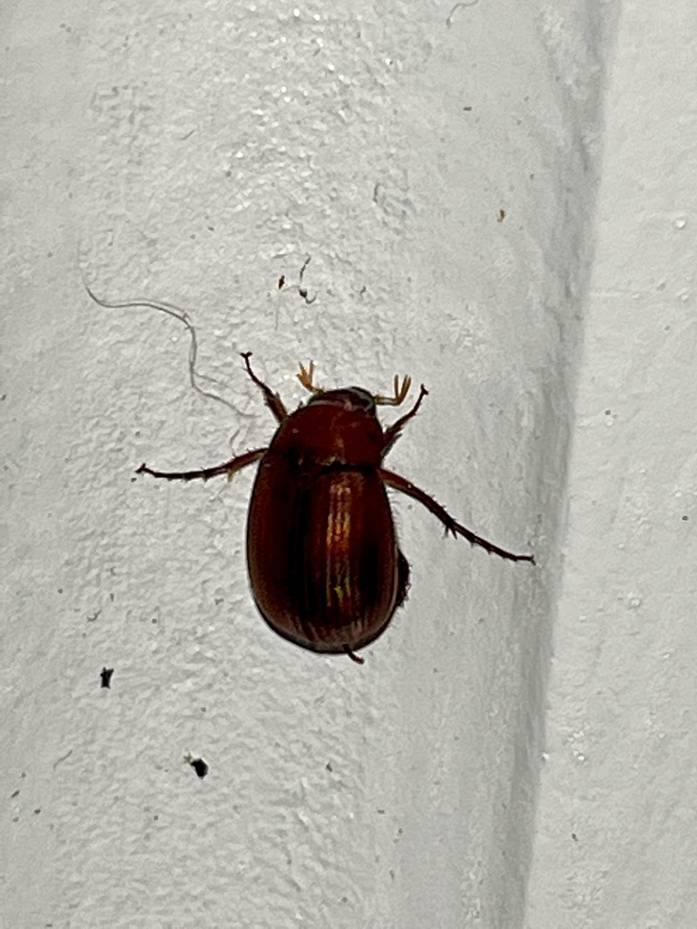 Asiatic Garden Beetle from Pound Ridge Rd, Bedford, NY, US on July 17 ...