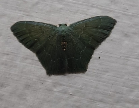 Hemithea from Mayyanad. Kollam on July 18, 2023 at 08:24 AM by KAVYA S ...