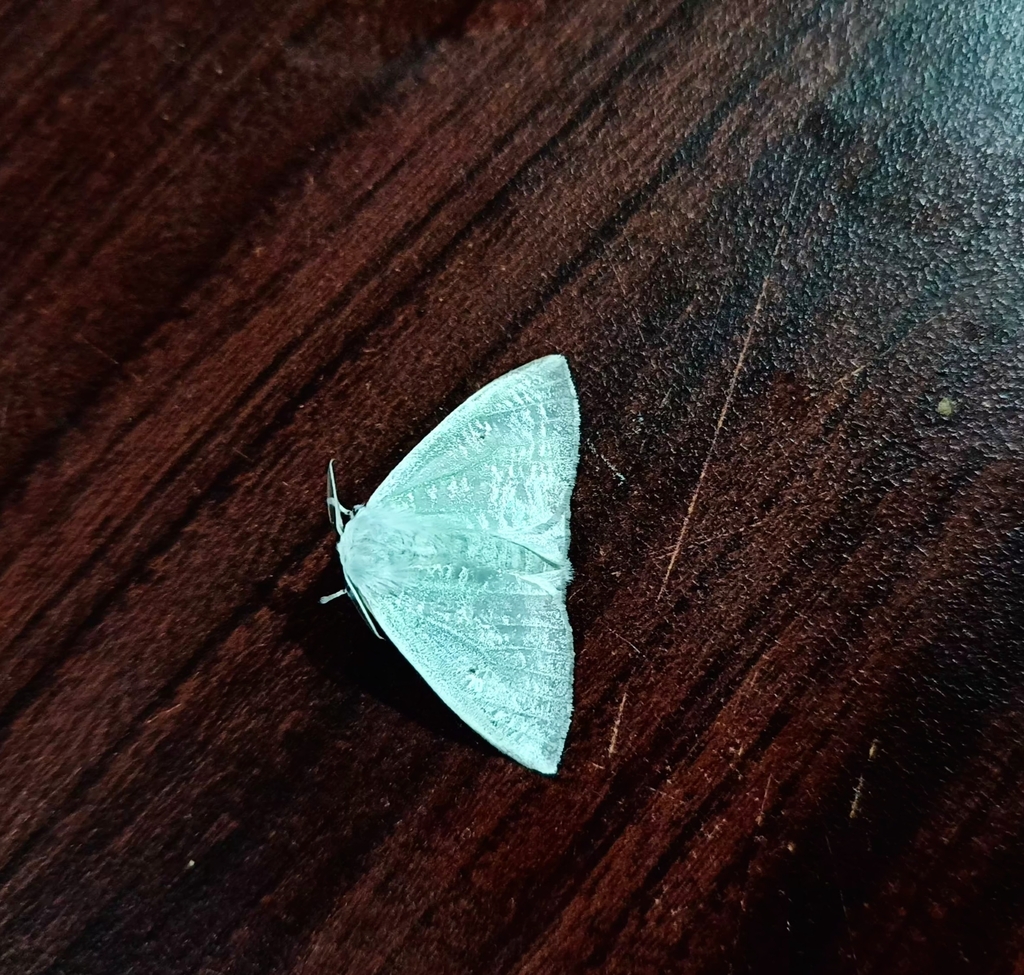 Butterflies and Moths from Makunda Christian Leprosy and General ...