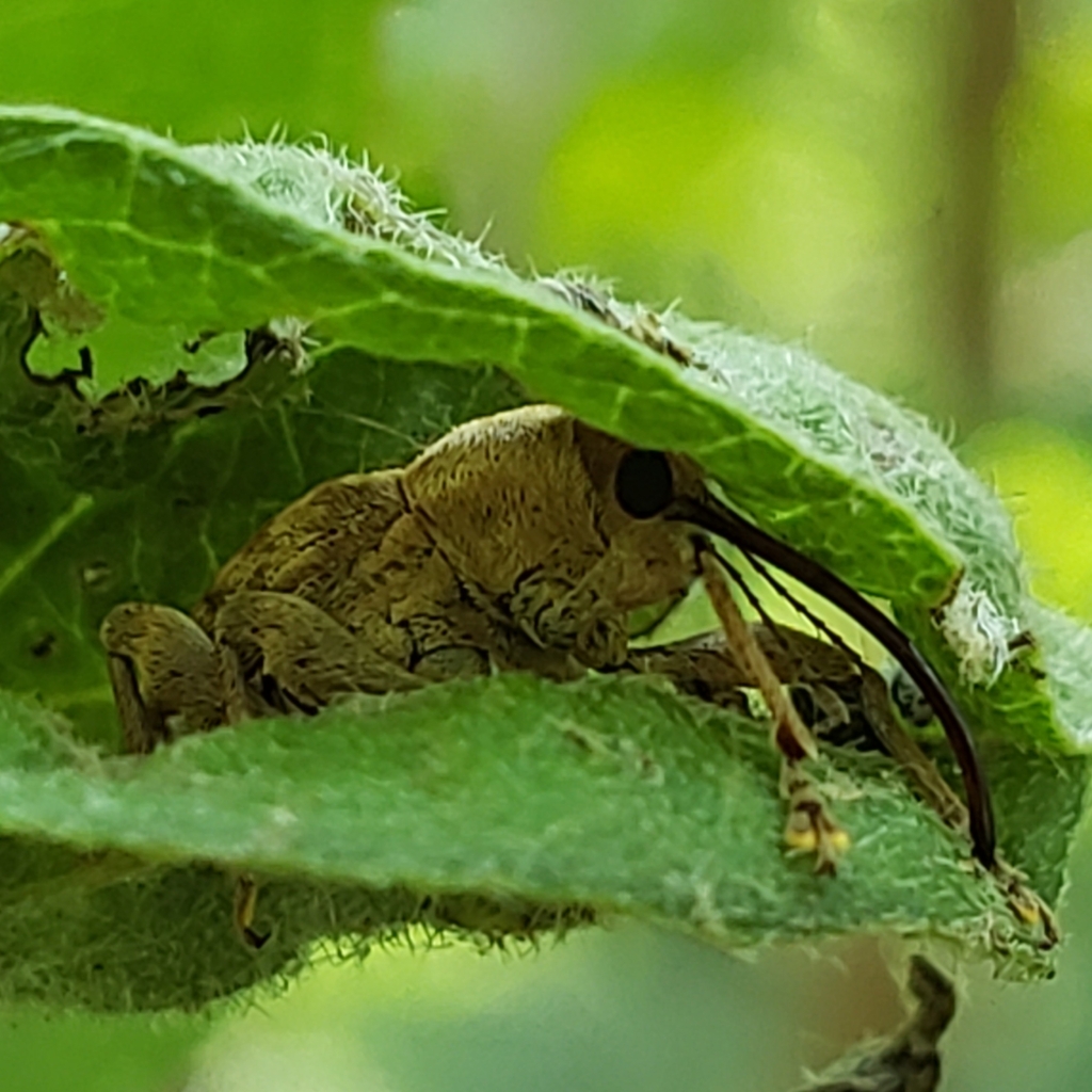 Nut and Acorn Weevils from Libertyville, IL 60048, USA on July 17, 2023 ...