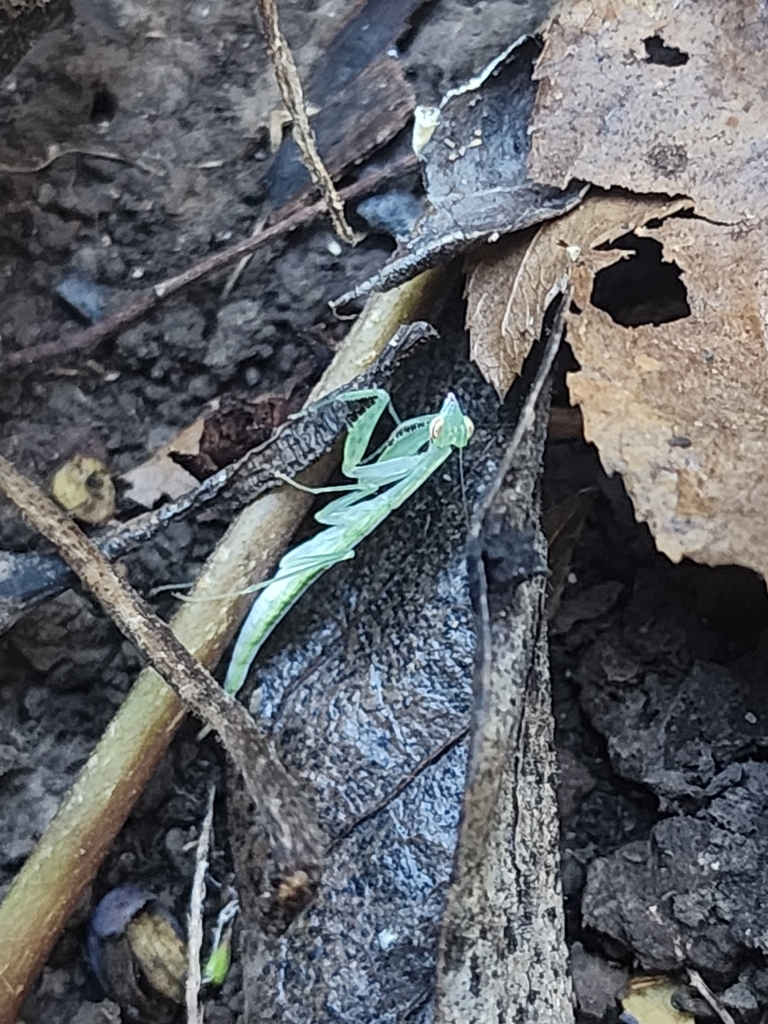 Snake Mantis from Ryde, AU-NS, AU on July 18, 2023 at 09:49 AM by ...