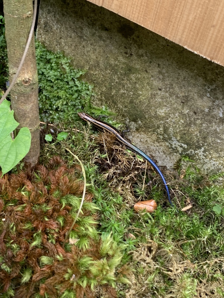 Japanese Skink from Kuramakibunecho, Sakyo, Kyoto, Kyoto, JP on July 18 ...