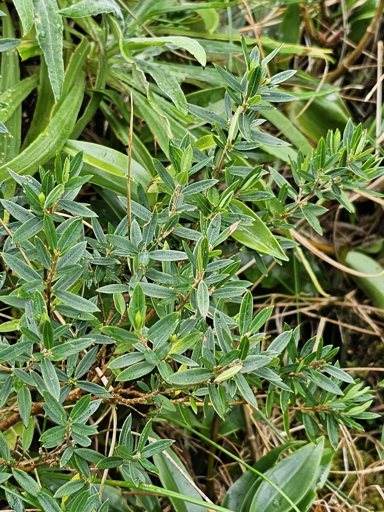 Pimelea umbratica from Limpinwood NSW 2484, Australia on July 13, 2023 ...