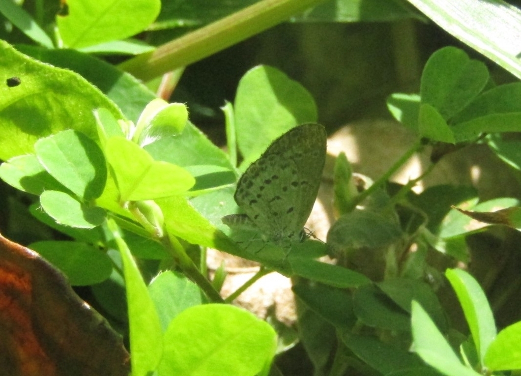 Lesser Grass Blue from Ujung Kulon National Park on June 26, 2023 at 09 ...