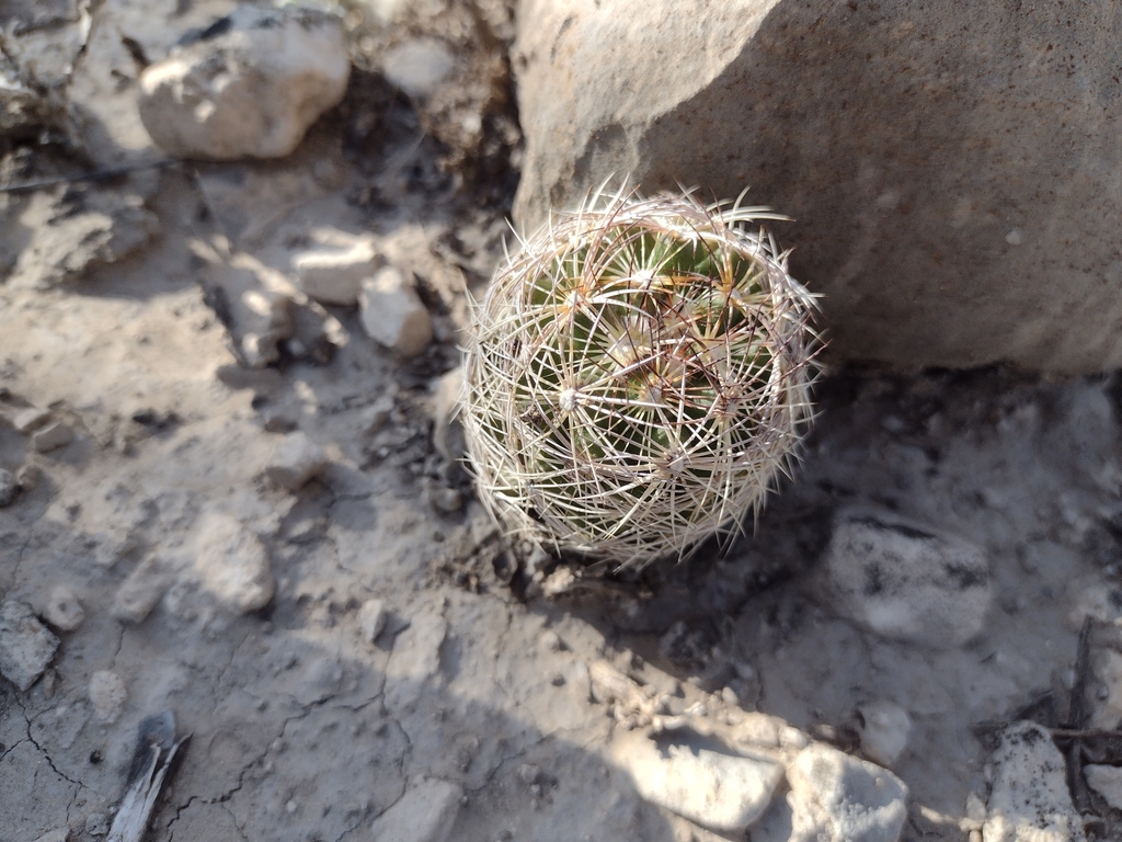 Coryphantha neglecta from 25835 Coah., México on July 17, 2023 at 05:18 ...