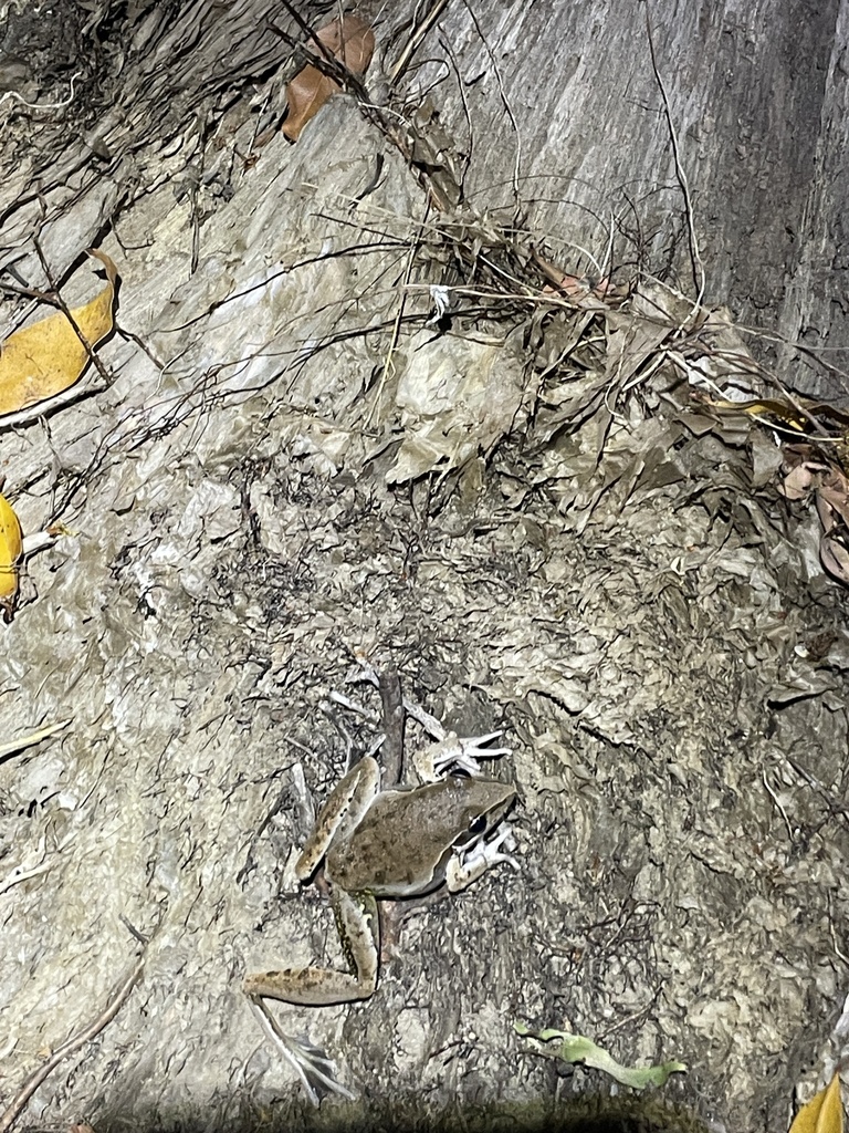 Broad-palmed Frog from Kakadu National Park, Gulung Mardrulk, NT, AU on ...