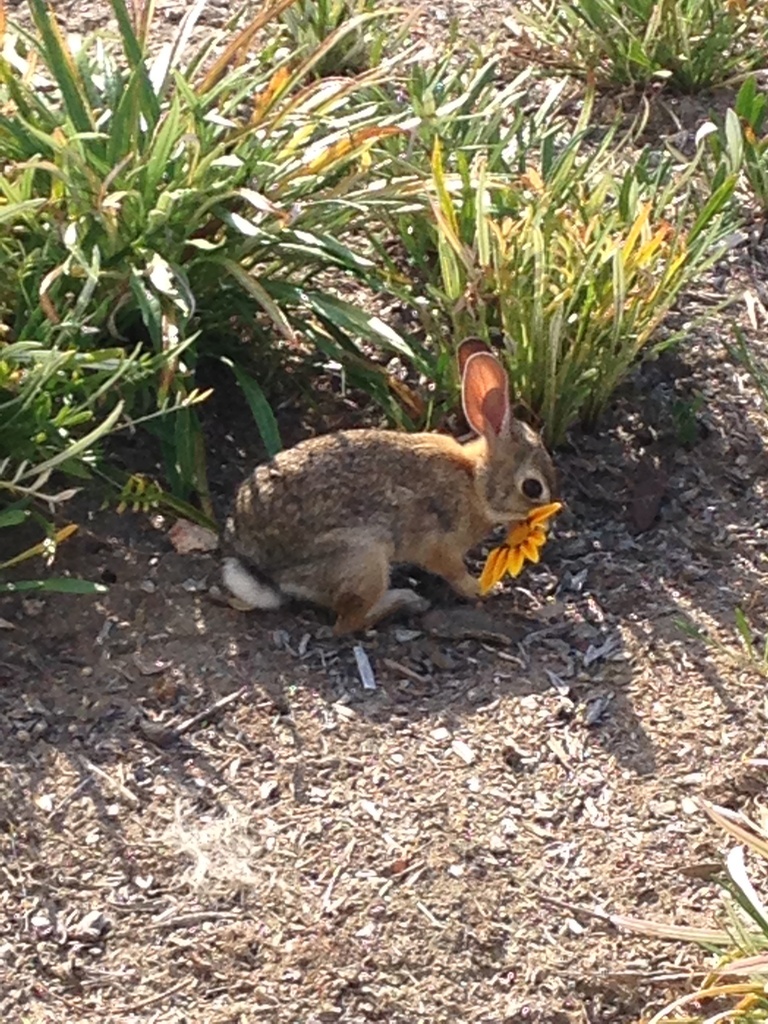 Desert Cottontail from Hidden Hills Park, Laguna Niguel, CA, US on June ...