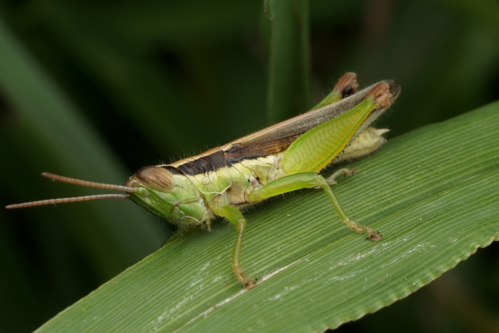 Oxya intricata from 일본 〒903-0129 오키나와현 Nakagami District, 니시하라조 센바루 on ...