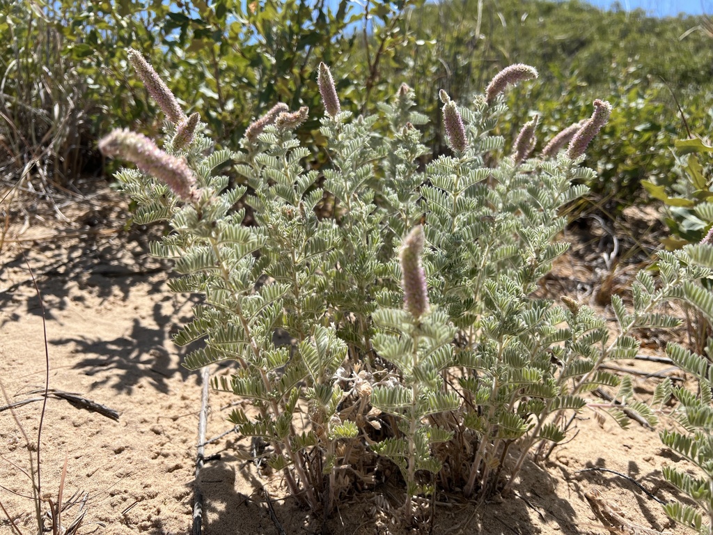 Silky Prairie Clover in July 2023 by stlester · iNaturalist