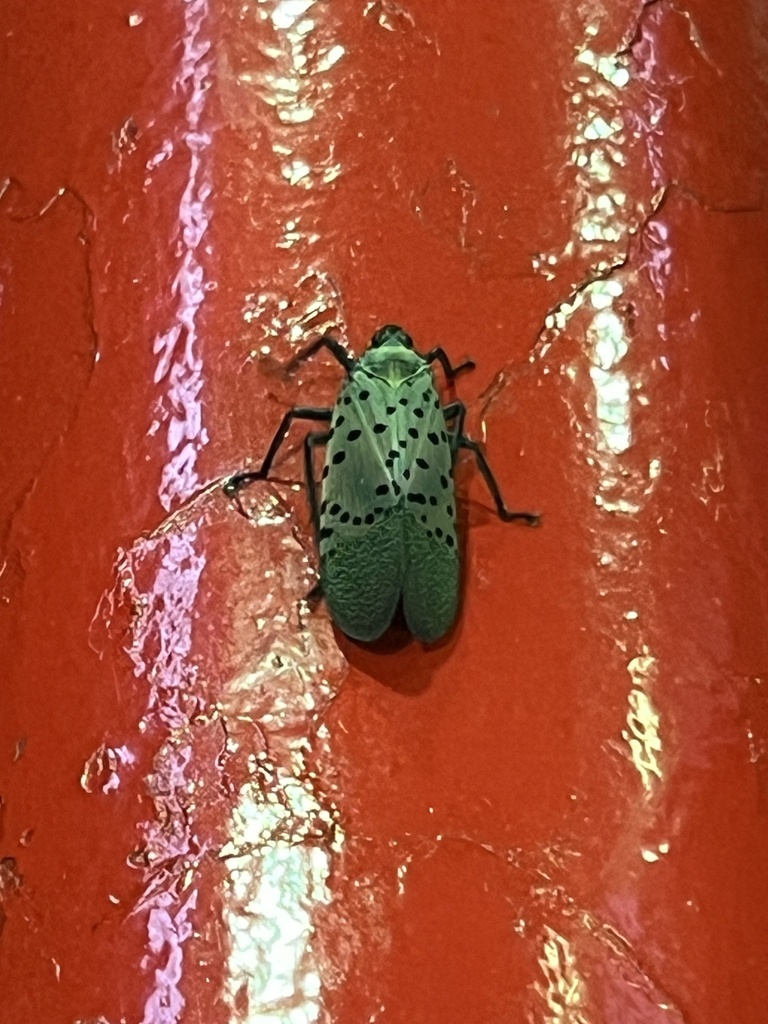 Spotted Lanternfly from NC-66, Kernersville, NC, US on July 18, 2023 at ...