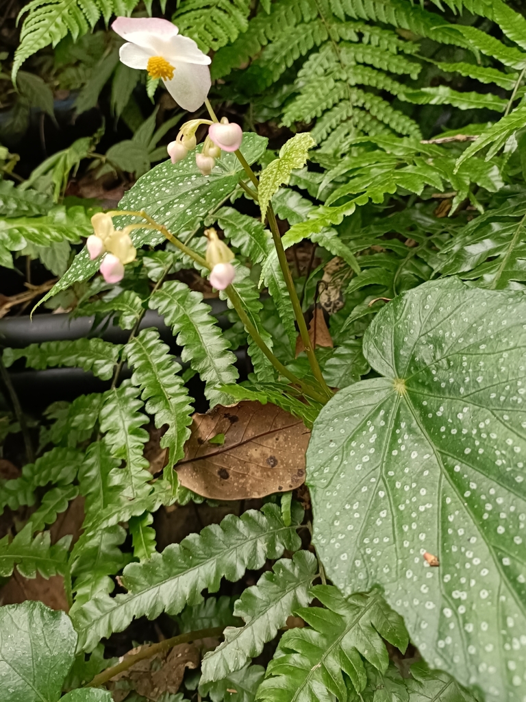 Formosana begonia from New Taipei, TW-NT-TP, TW on July 17, 2023 at 10: ...