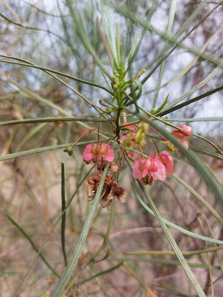 Hop-bushes from Mount Murchison QLD 4715, Australia on July 18, 2023 at ...