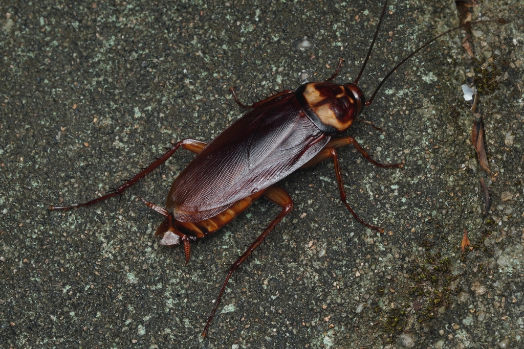 American Cockroach from 일본 〒905-1427 오키나와현 Kunigami District, 구니가미손 요나 ...