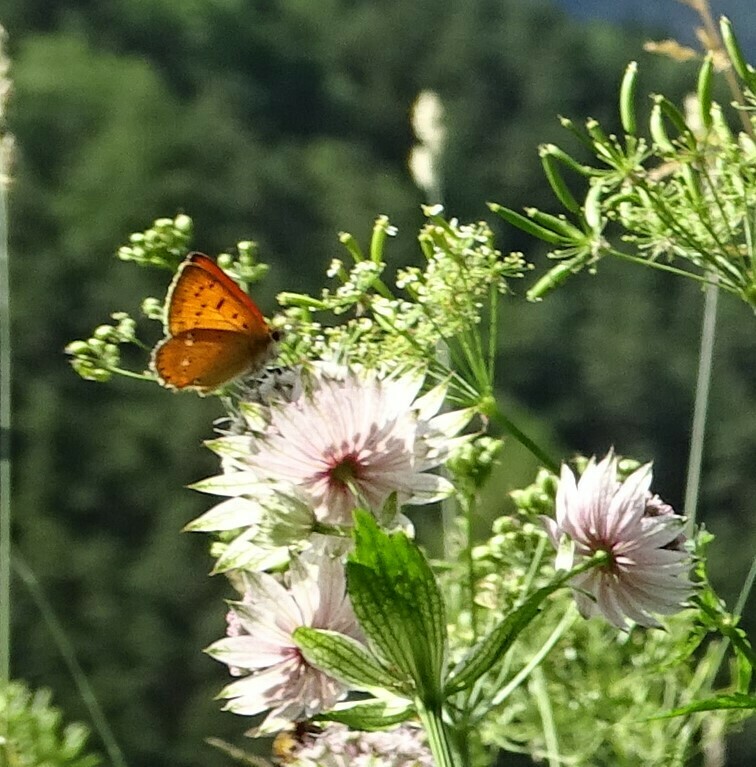 Scarce Copper from 38650 Gresse-en-Vercors, France on June 29, 2022 at 04:16 PM by ferlay myriam ...