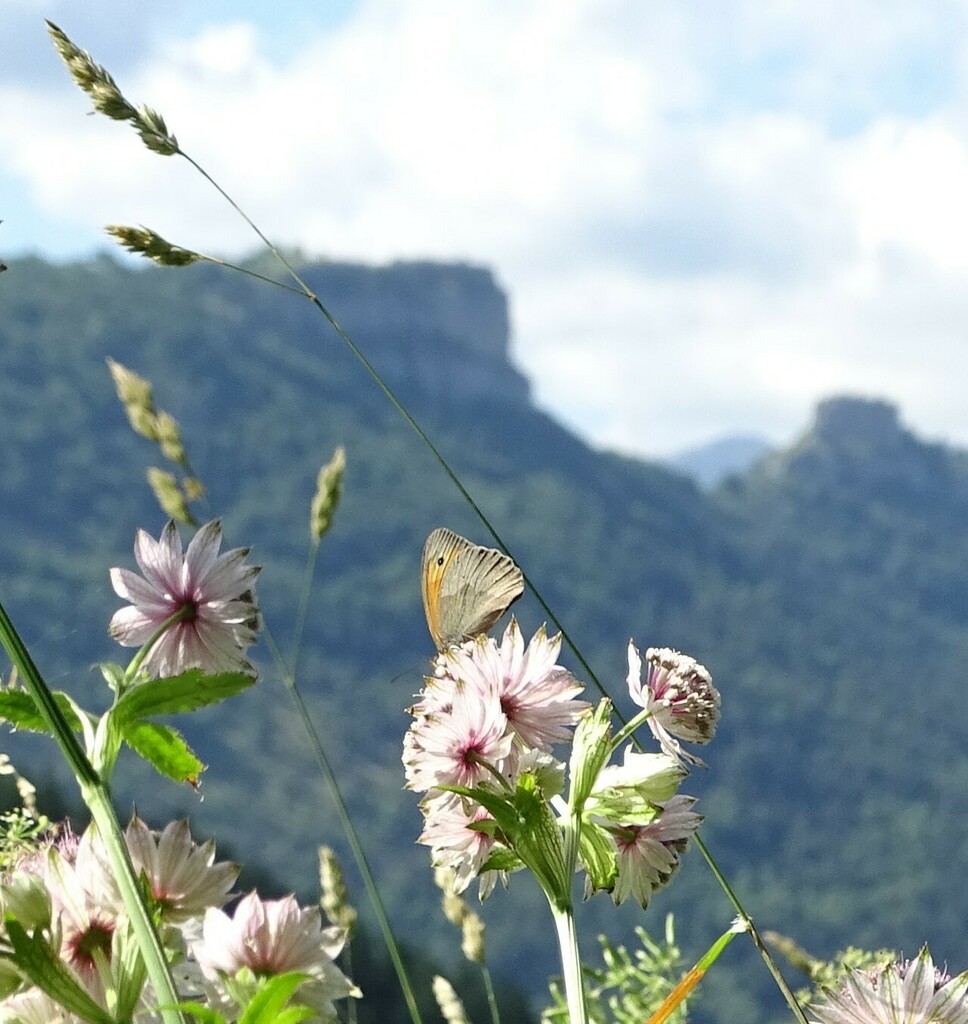 Meadow Brown from 38650 Gresse-en-Vercors, France on June 29, 2022 at 04:16 PM by ferlay myriam ...