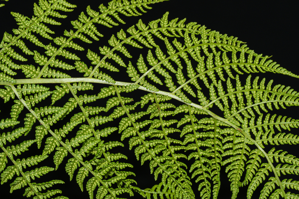 Alpine Lady-fern from 8953 Planneralm, Österreich on July 10, 2023 at ...