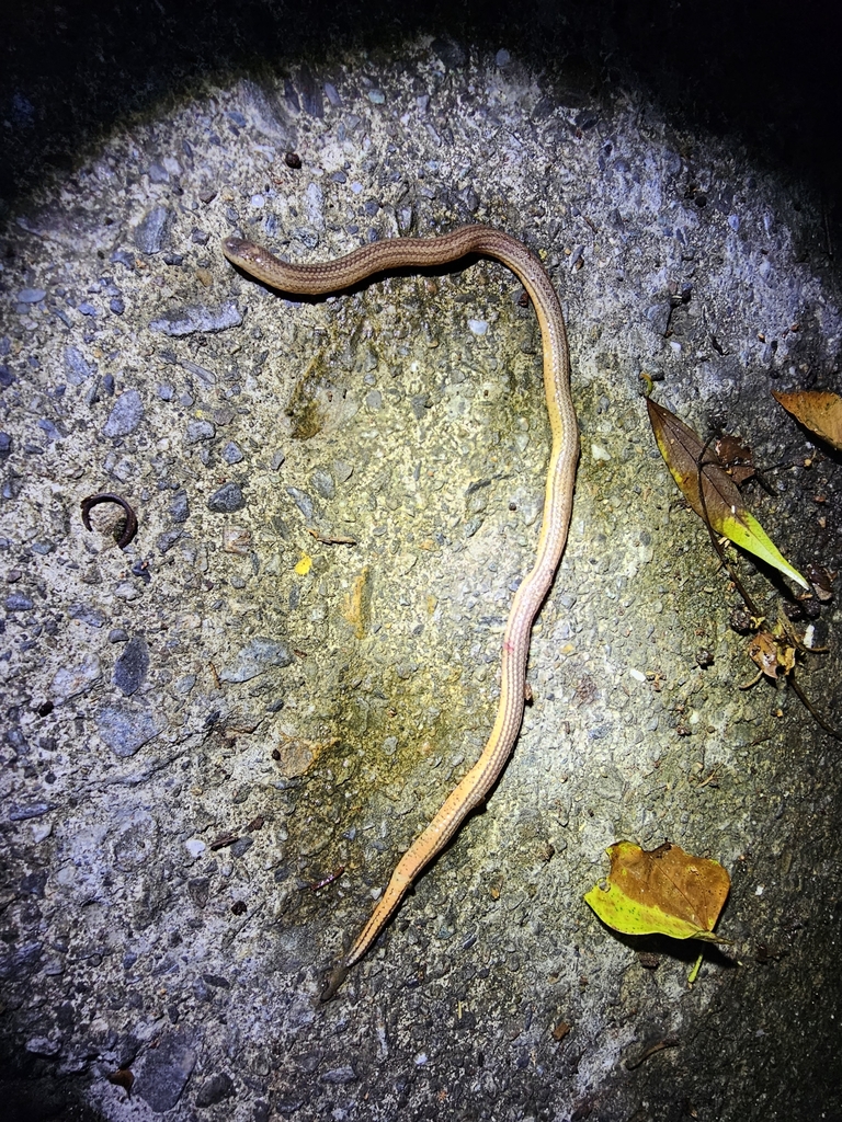 Collared Reed Snake from 336 대만 桃園市復興區華陵里 on July 11, 2023 at 09:11 PM ...