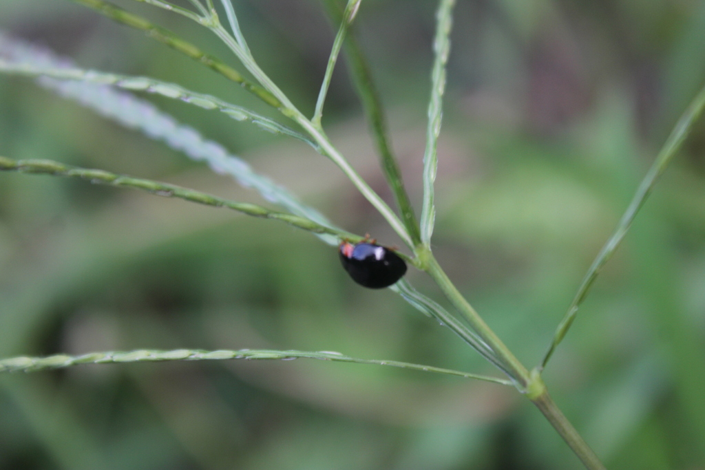 Metallic Blue Lady Beetle in July 2023 by M.L.Basuki · iNaturalist